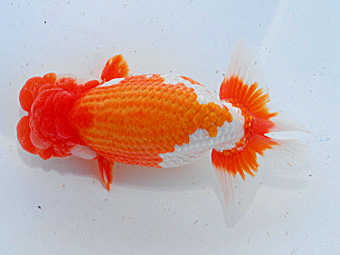 Goldfish Ranchu: TODO acerca de su cuidado en tan solo 6 pasos – Atzin ...