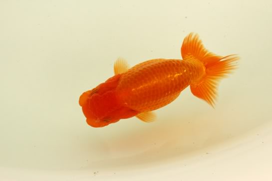 ¿Por qué los goldfish RANCHU tienen diferentes tipos de CURVA en sus ...