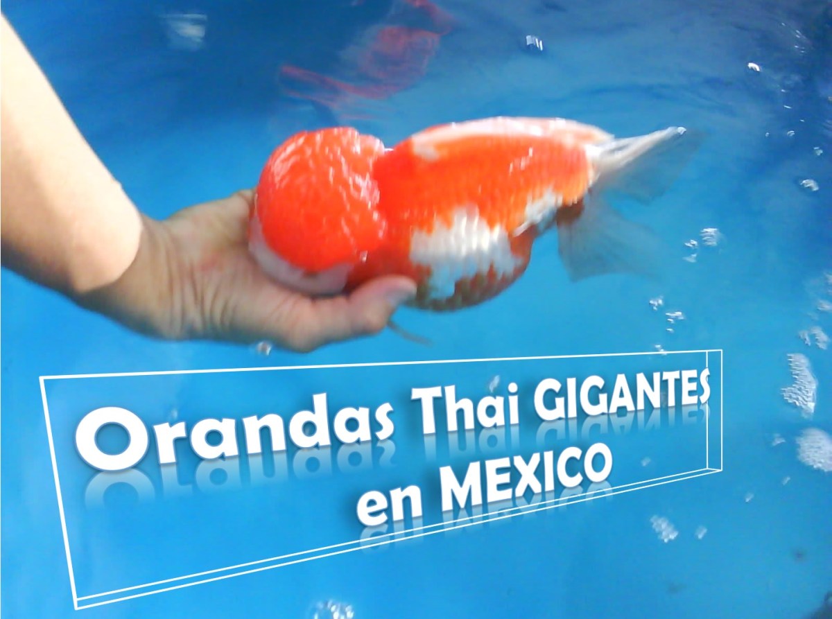 Goldfish Orandas GIGANTES. ¿Cómo lo HAREMOS? – Atzin Aquatics