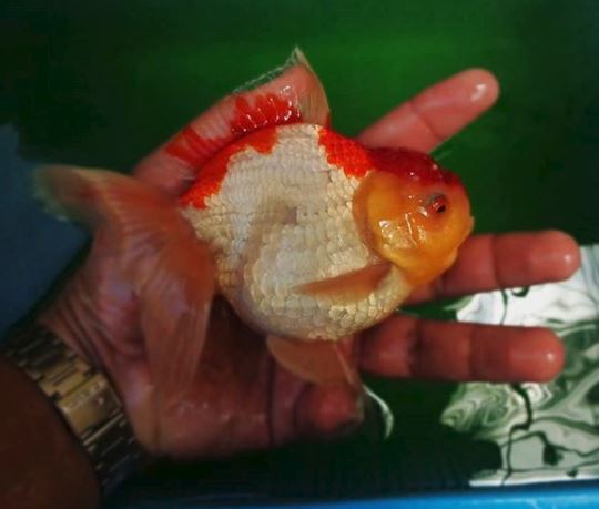 AHORA es el mejor momento para crecer un GOLDFISH Oranda – Atzin Aquatics
