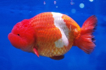 ¿Por qué los goldfish RANCHU tienen diferentes tipos de CURVA en sus ...