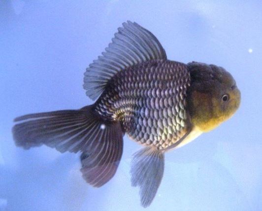 La GUIA definitiva para CONOCER los tipos de Goldfish ORANDA Importado ...