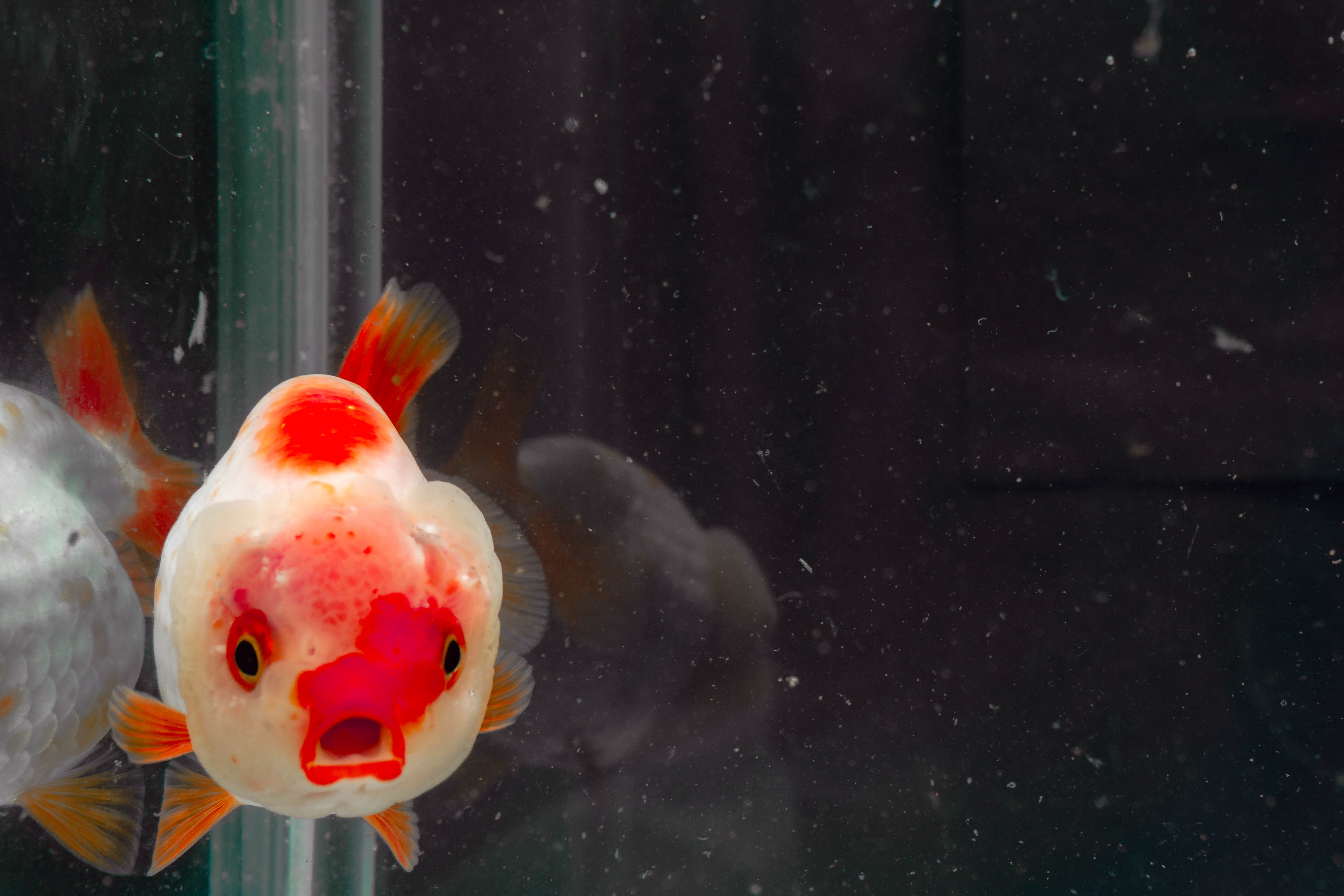 Grooming de Ranchu – Atzin Aquatics