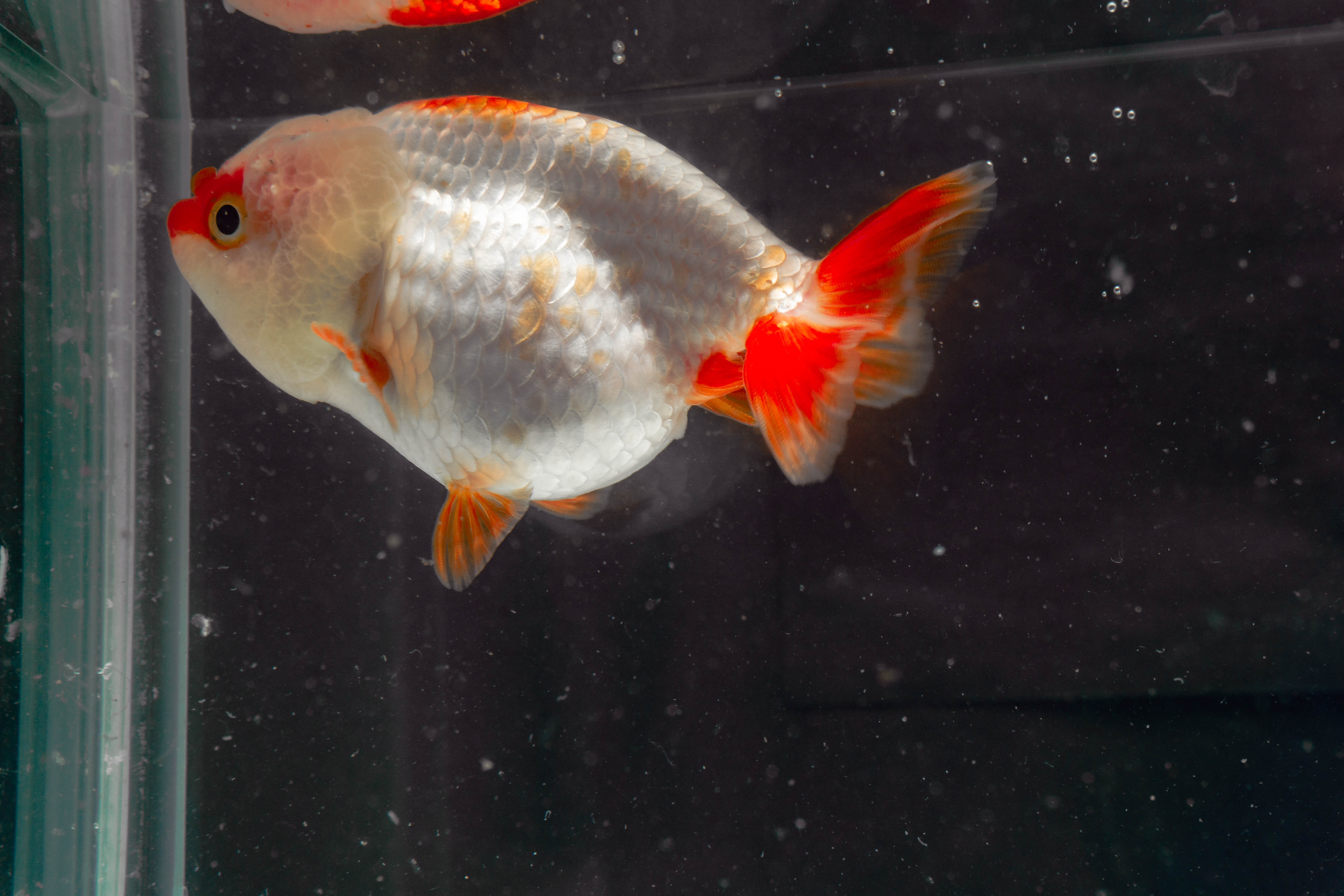 Grooming de Ranchu – Atzin Aquatics