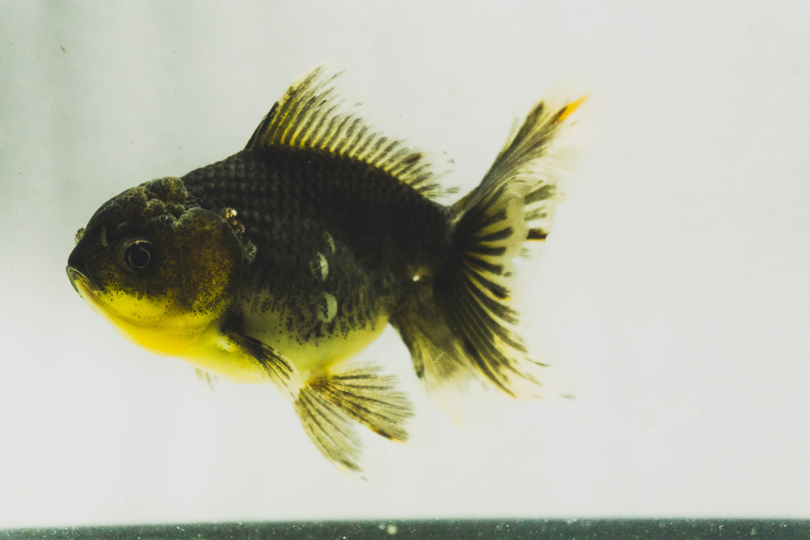 Lo que TODO el mundo DEBERÍA de saber sobre los TIPOS de Goldfish ...