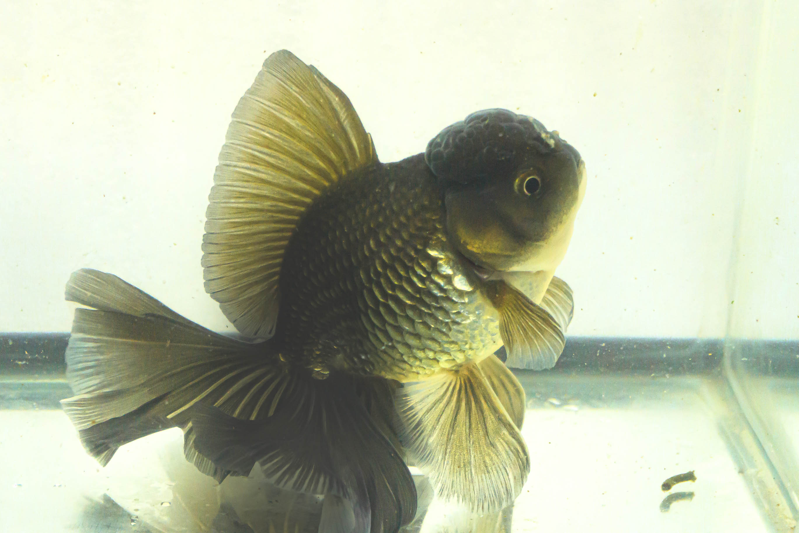 Lo que TODO el mundo DEBERÍA de saber sobre los TIPOS de Goldfish ...