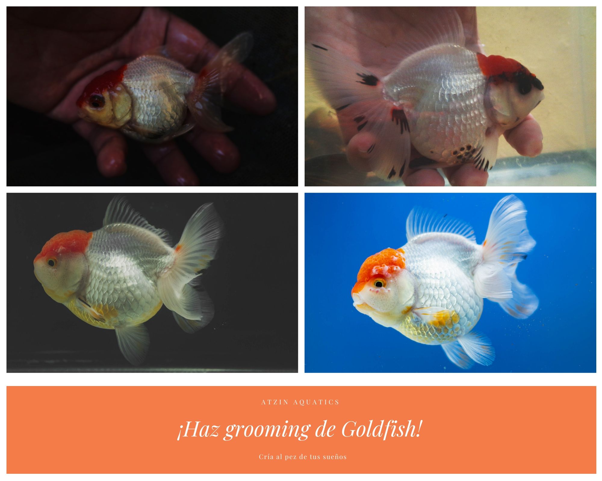 Grooming de Goldfish: HACIENDO peces HERMOSOS – Atzin Aquatics