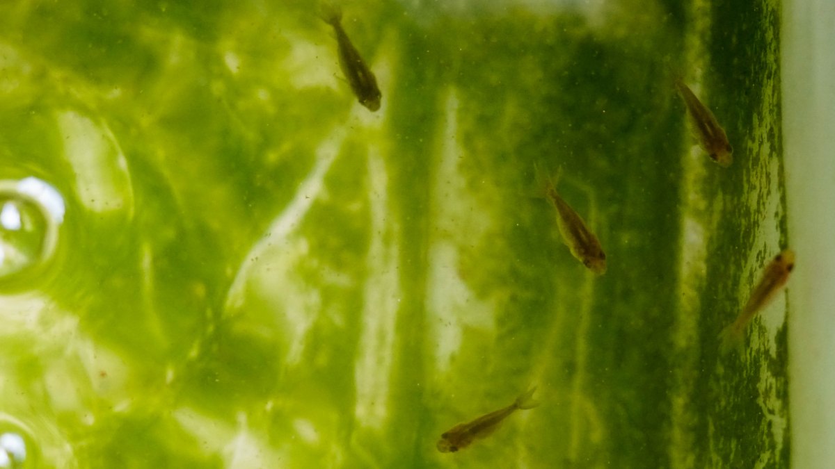 APRENDE a seleccionar alevines goldfish HOY – Atzin Aquatics