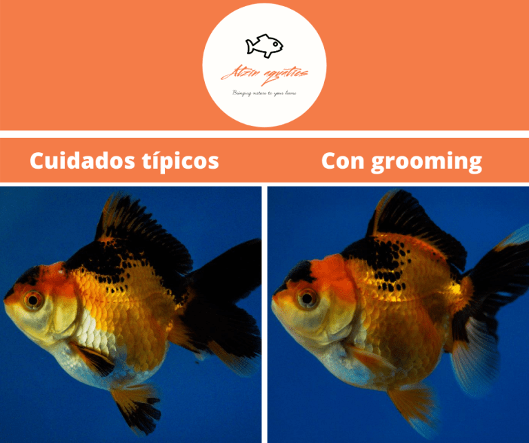Grooming de Goldfish para principiantes – Atzin Aquatics