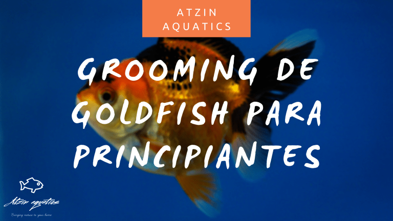 Grooming de Goldfish para principiantes – Atzin Aquatics